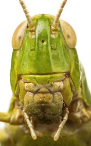 US XM28E4 Gas Mask (1969) | KommandoPost.com | KPS Militaria Collection