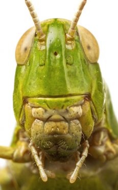 US XM28E4 Gas Mask (1969) | KommandoPost.com | KPS Militaria Collection